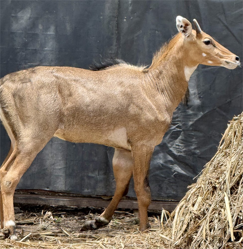 WildLife Buyer, LLC. - 1.0 Nilgai - BOERNE