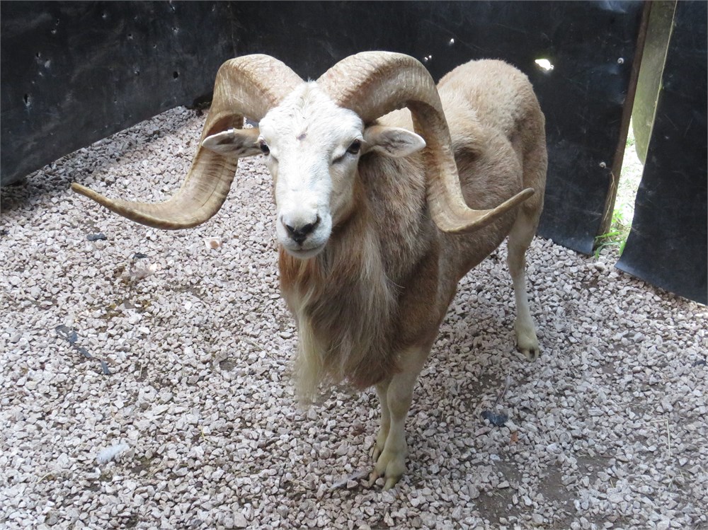 WildLife Buyer, LLC. - 1.0 TX DALL CROSS TAG#325 (OKB#2)