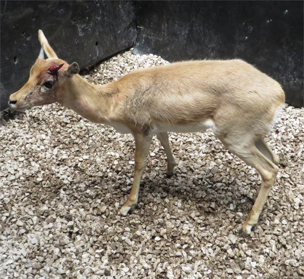 WildLife Buyer, LLC. - 1.0 BLACKBUCK (OKB#5) READ DESCRIPTION