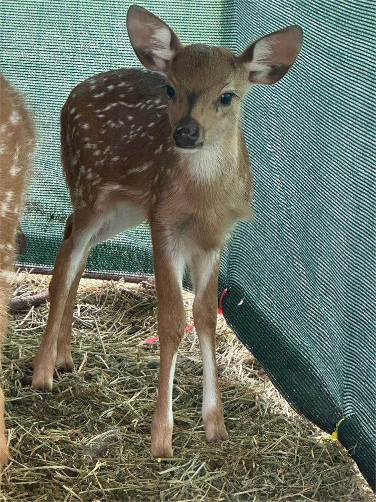 WildLife Buyer, LLC. - 4week male axis deer