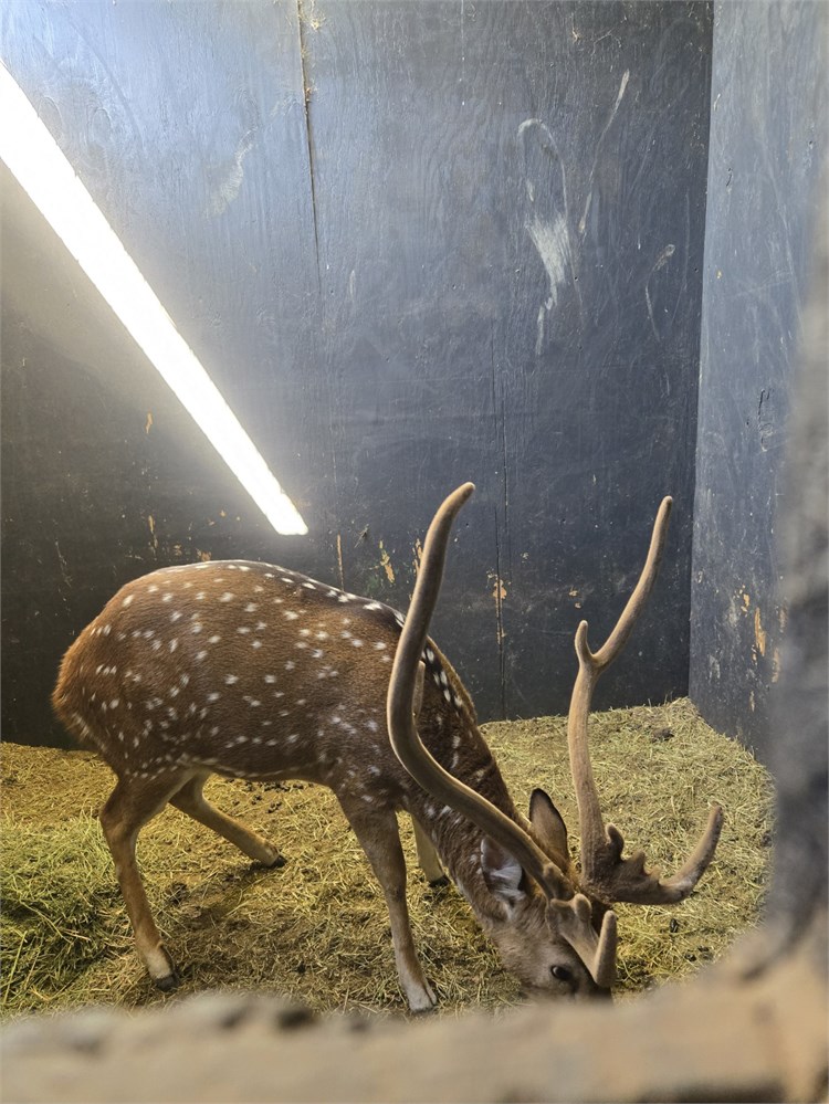 WildLife Buyer, LLC. - 0.13 Axis does exposed Monster Buck!!!!!