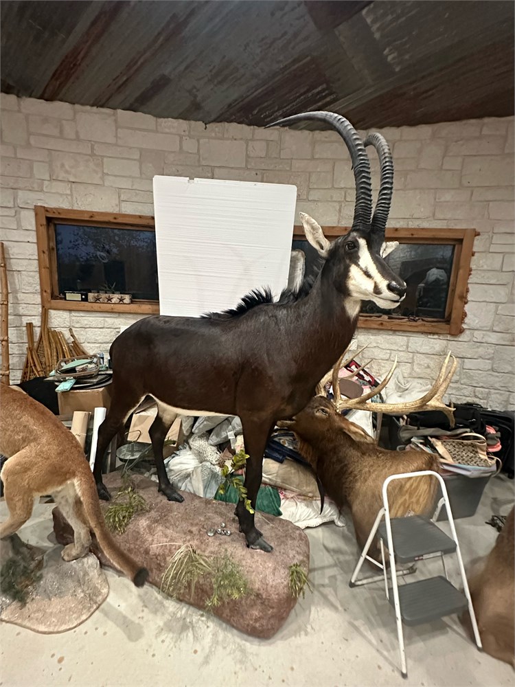 WildLife Buyer, LLC. - Taxidermy mounts Bear, Sable or Axis Winner ...