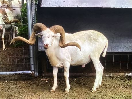 WildLife Buyer, LLC. - Dahl Ram