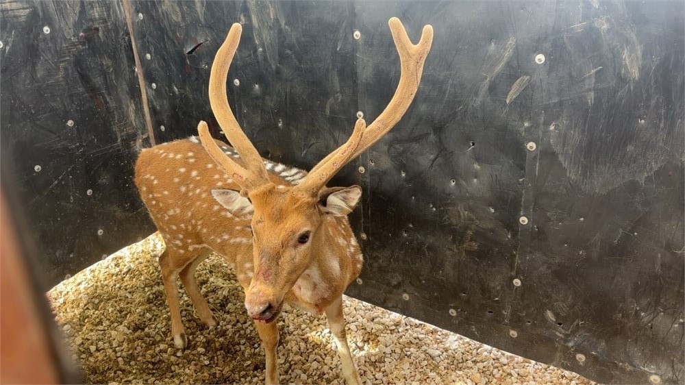 WildLife Buyer, LLC. - Axis buck
