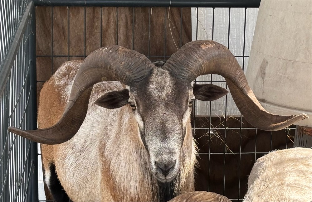 WildLife Buyer, LLC. - Corsican Ram