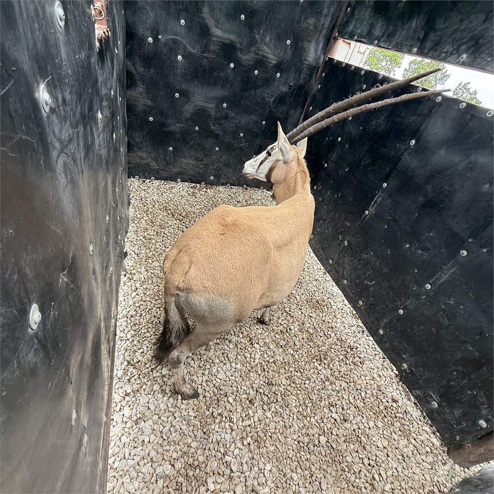 WildLife Buyer, LLC. - 0.1 gemsbok/scimbok cross