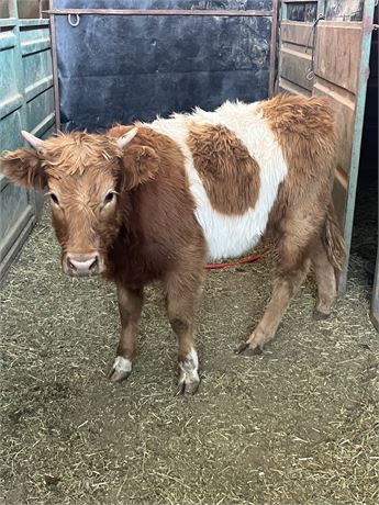 WildLife Buyer, LLC. - Highlander Panda Heifer