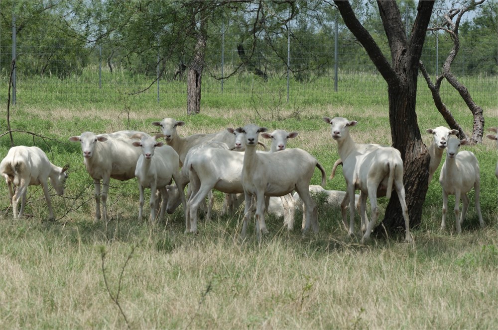 WildLife Buyer, LLC. - 0.5 Healthy Herd of Female Dall Sheep