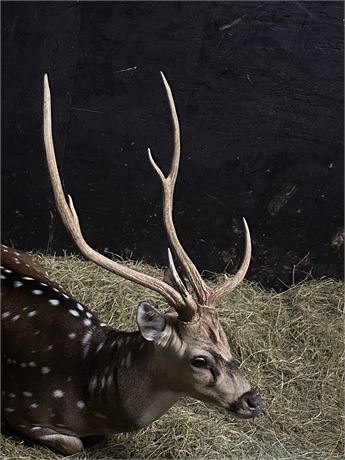 WildLife Buyer, LLC. - Pen Raised Axis - Nontypical points