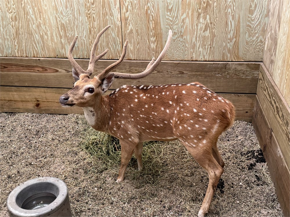 WildLife Buyer, LLC. - 1.0 Axis Buck