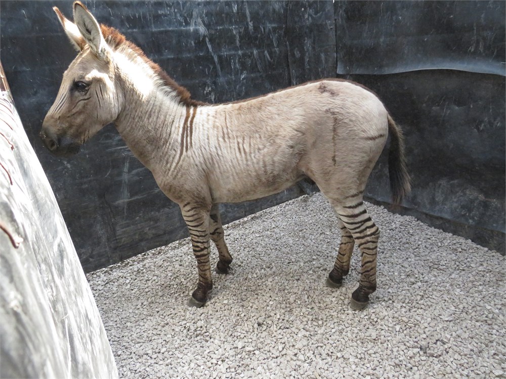 WildLife Buyer, LLC. - 1.0 ZEDONK (ZEBRA/DONKEY CROSS) NKB#4 *SEE DESCRIPTION