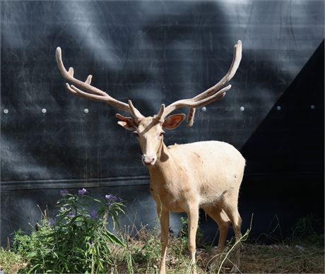 WildLife Buyer, LLC. - 1.0 TROPHY WHITE FALLOW BUCK