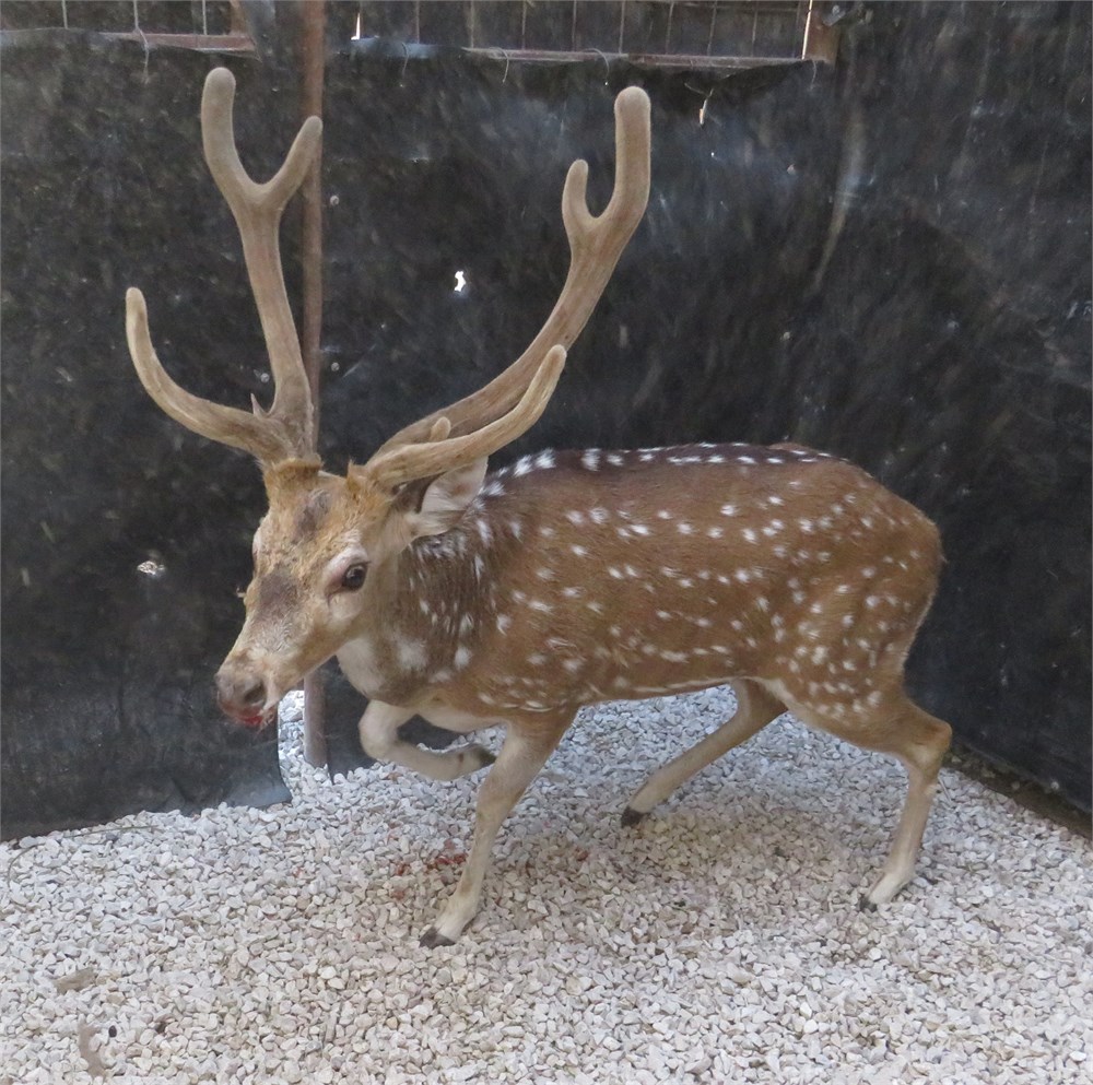 WildLife Buyer, LLC. - 1.0 AXIS (OKB#4-1) - Ask About Insurance