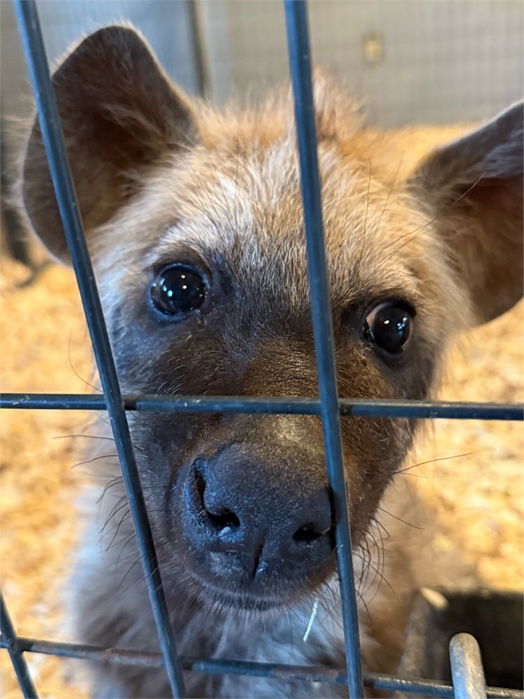 WildLife Buyer, LLC. - 4 month old Hyena