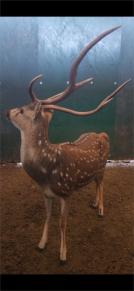 WildLife Buyer, LLC. - 1.0 axis buck. (Live load)