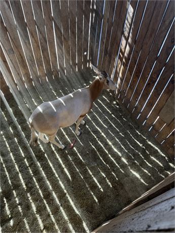 WildLife Buyer, LLC. - 0.1 Oryx