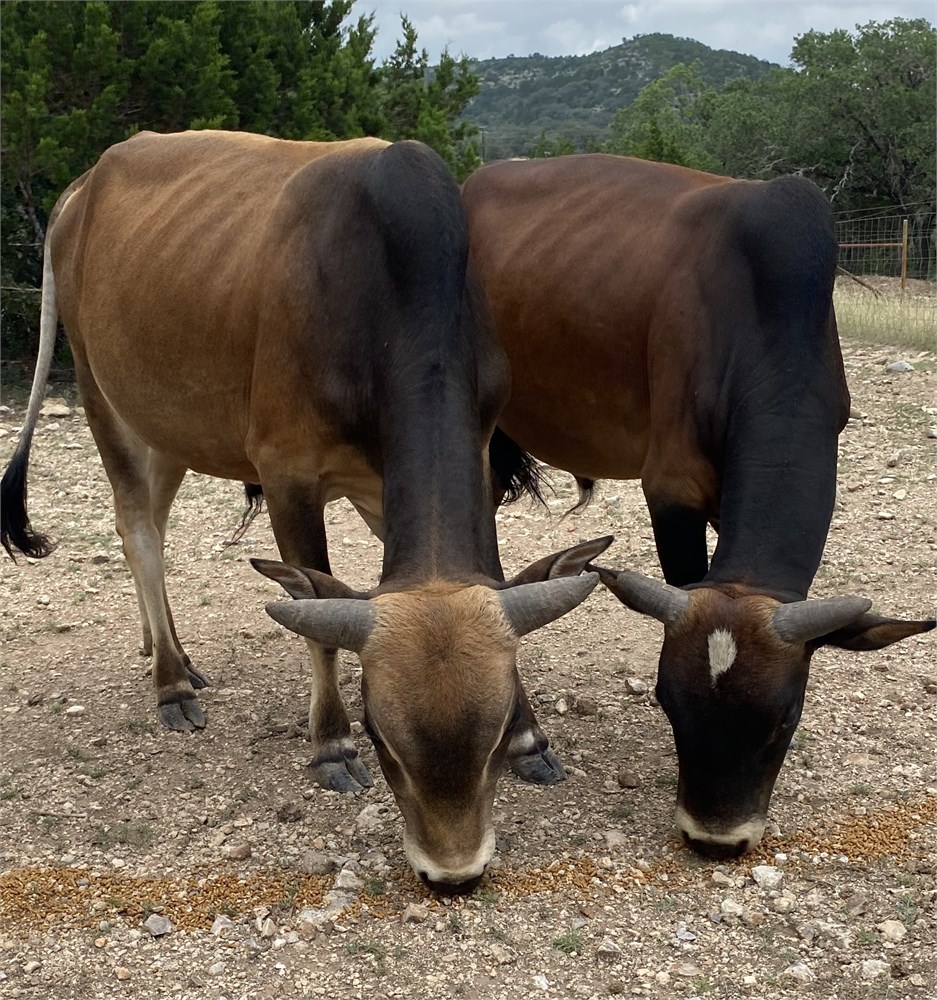 WildLife Buyer, LLC. - 2 Zebu Bulls