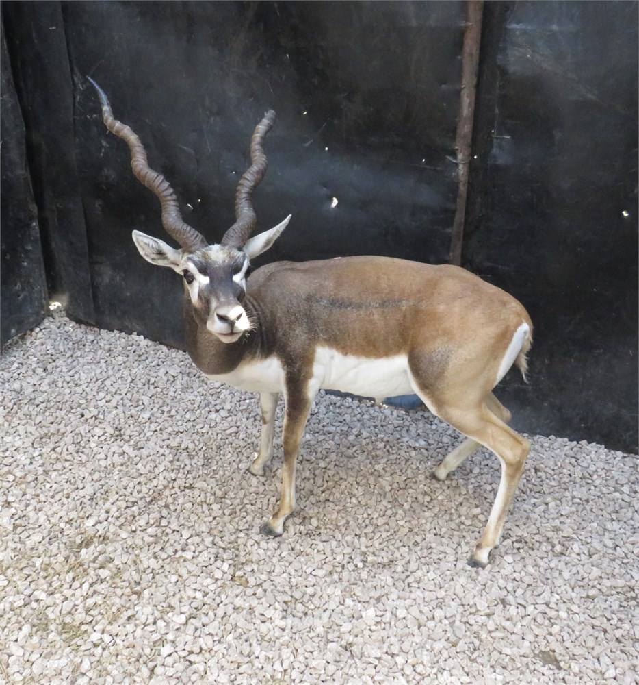 WildLife Buyer, LLC. - 1.0 BLACKBUCK (OKB#3-1)