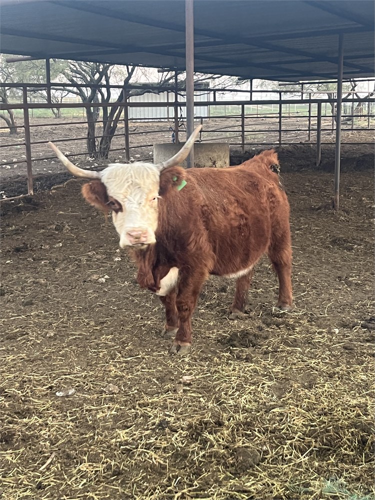 WildLife Buyer, LLC. - Highland cow