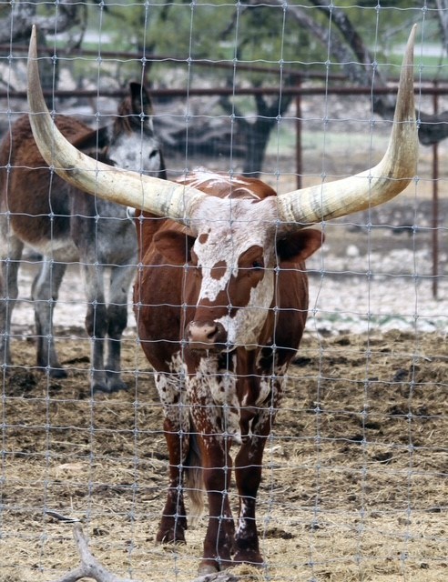 WildLife Buyer, LLC. - Watusi cow *Per seller should be bred*