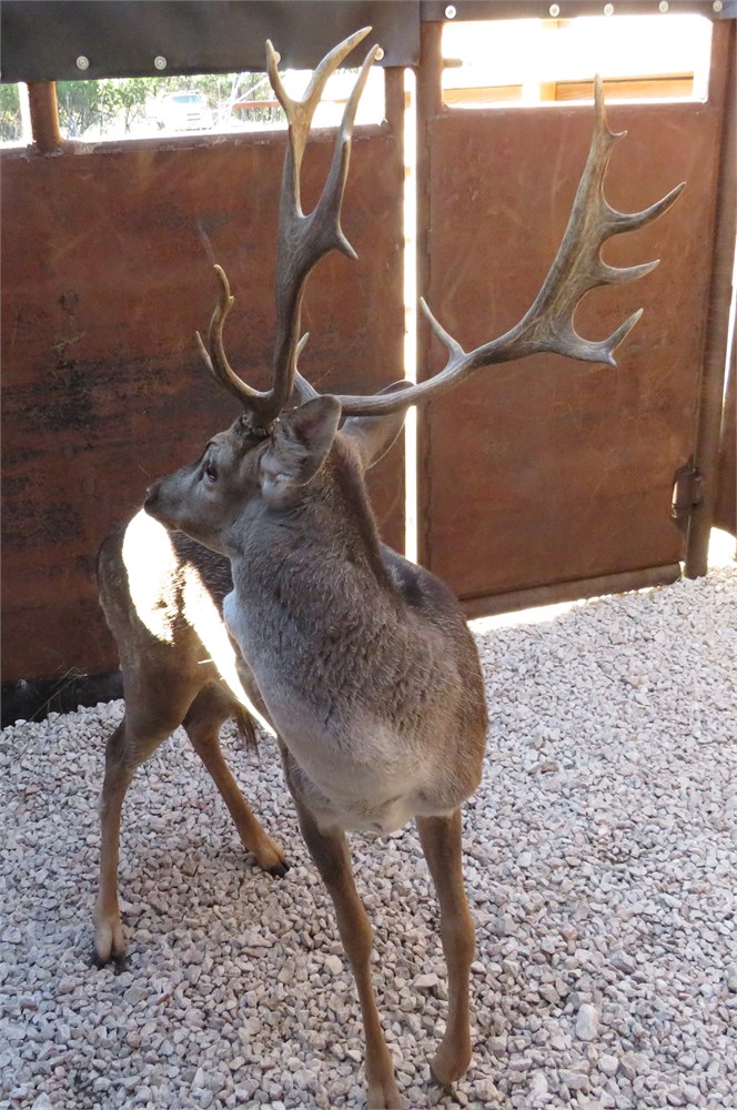 WildLife Buyer, LLC. - 1.0 FALLOW (WB#17) - Ask About Insurance