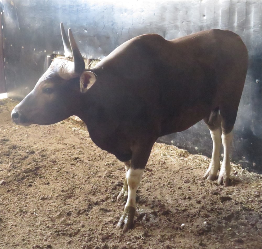 WildLife Buyer, LLC. - 1.0 BANTENG (MB#6)