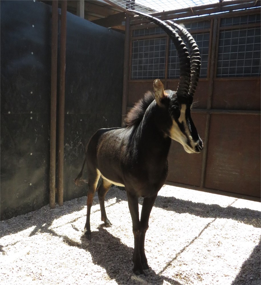 WildLife Buyer, LLC. - 1.0 SABLE (NKB#17) - Ask about insurance