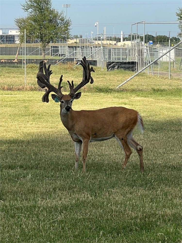 WildLife Buyer, LLC. - 7 year old whitetail buck