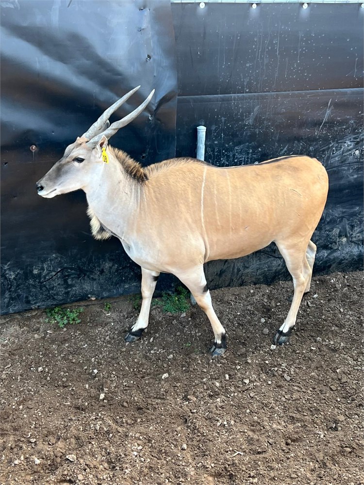 WildLife Buyer, LLC. - Eland Cow