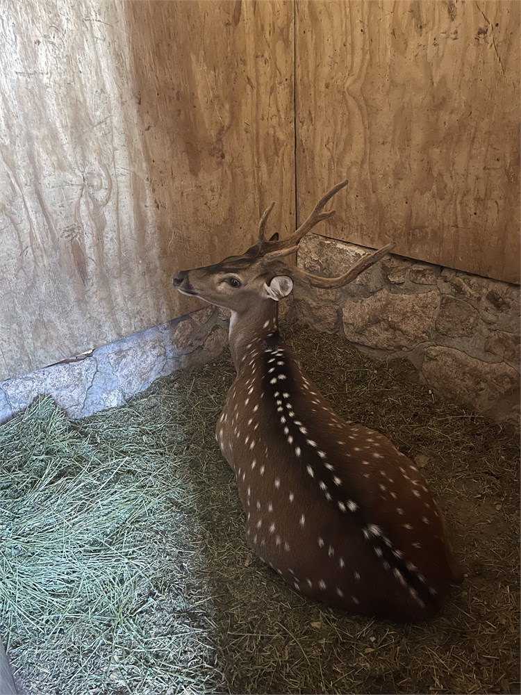 WildLife Buyer, LLC. - Axis buck