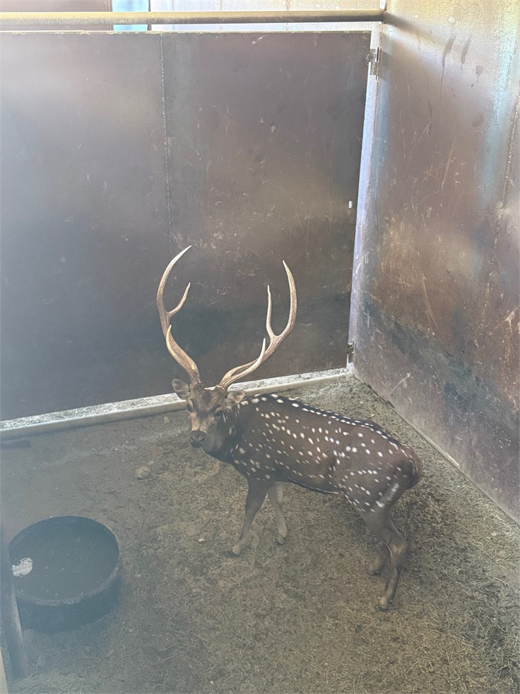 WildLife Buyer, LLC. - Giant Axis buck 35.5" x 33"