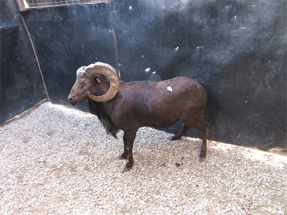 WildLife Buyer, LLC. - 1.0 URIAL CROSS (ORB#6)