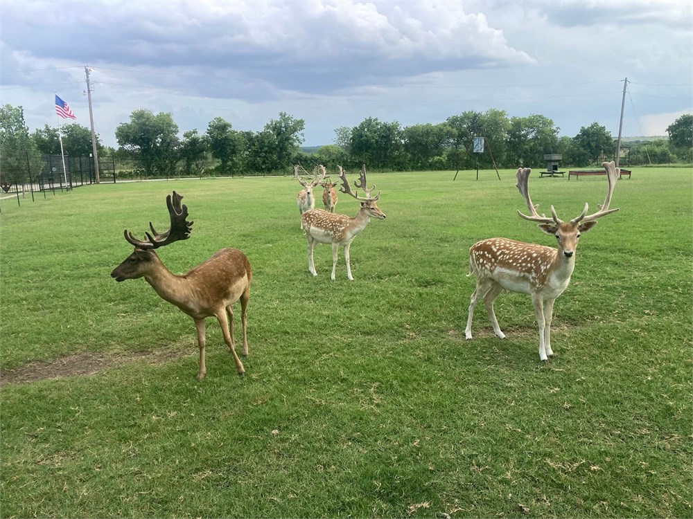 WildLife Buyer, LLC. - 5.0 2 year old fallow bucks