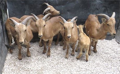 WildLife Buyer, LLC. - 6 AOUDAD (NKB#5) *UNSEXED*