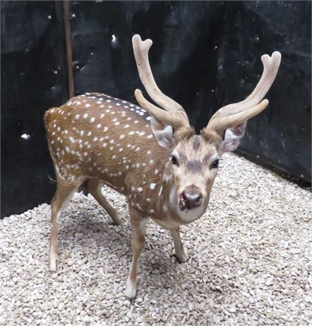 WildLife Buyer, LLC. - 1.0 AXIS (OKB#4-4) - Ask About Insurance