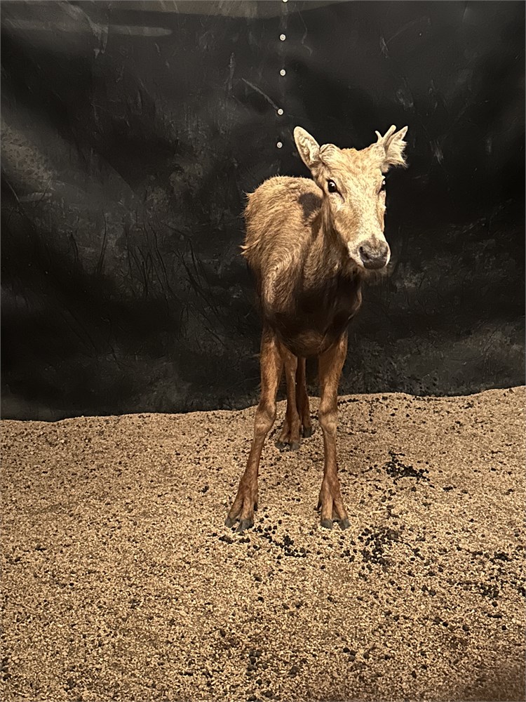 WildLife Buyer, LLC. - Pere David bull