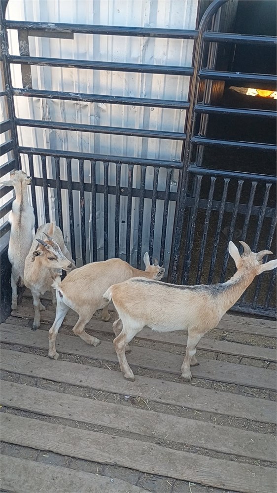 WildLife Buyer, LLC. - 1.3 Cordova Cross Starter Herd