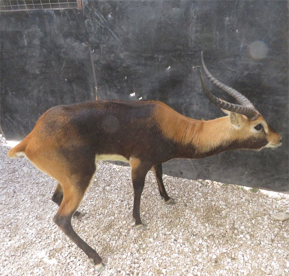 WildLife Buyer, LLC. - 1.0 NILE LECHWE CROSS (RB#13) *UPDATED PHOTOS ...