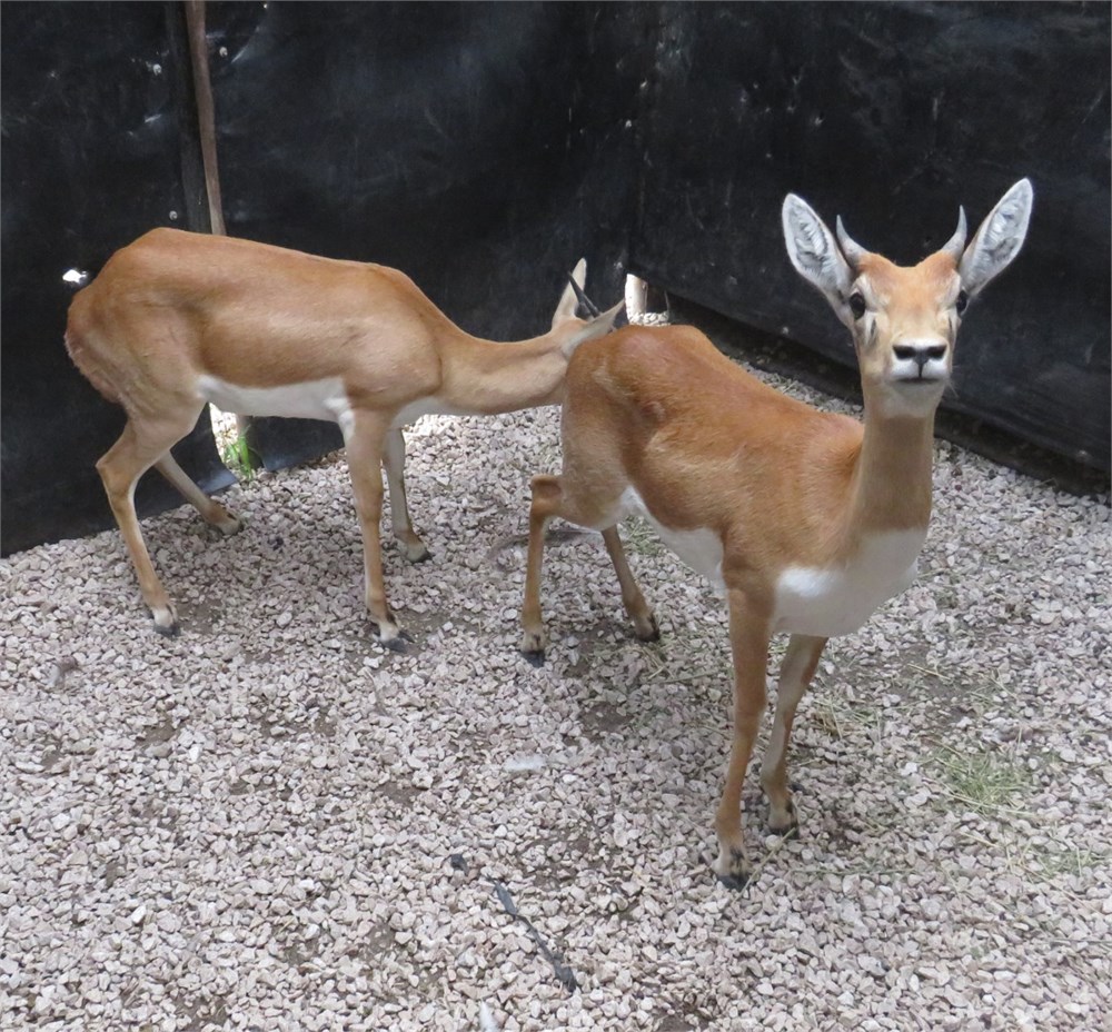 WildLife Buyer, LLC. - 2.0 BLACKBUCK (OKB#3-1)