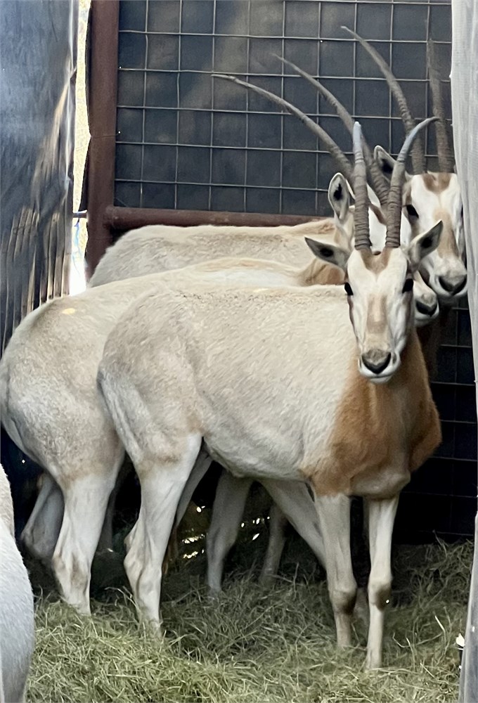 WildLife Buyer, LLC. - 1.2 Scimitar- Bid is per animal.