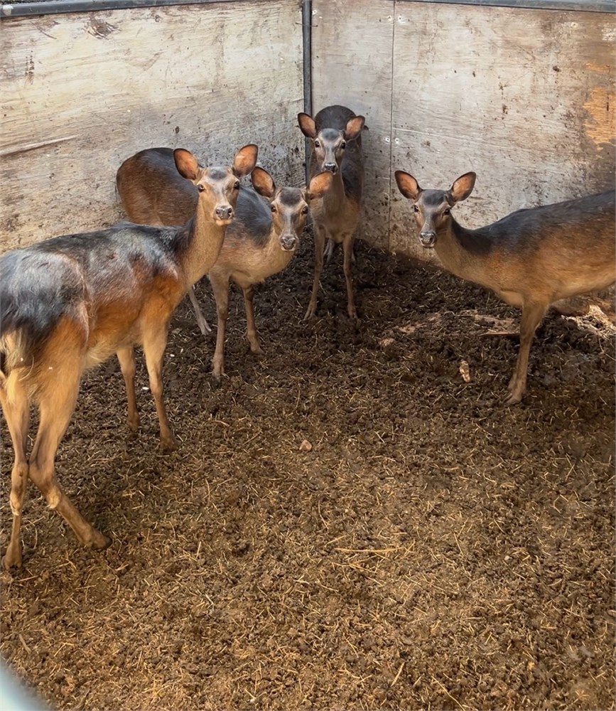WildLife Buyer, LLC. - 0.5 sika bred