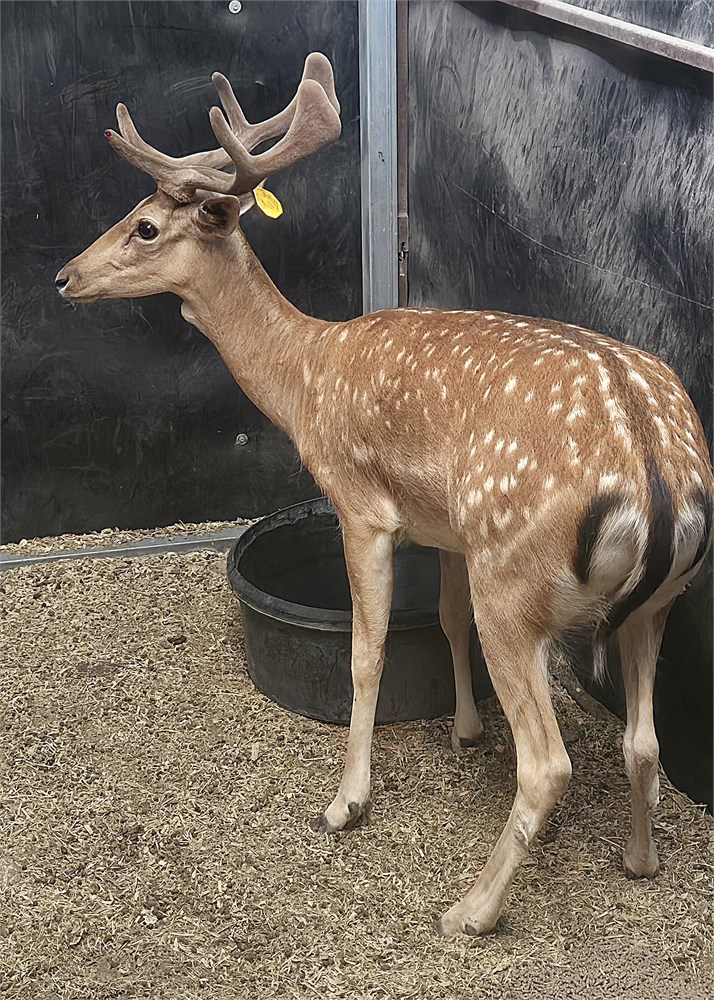 WildLife Buyer, LLC. - 1.0 Fallow