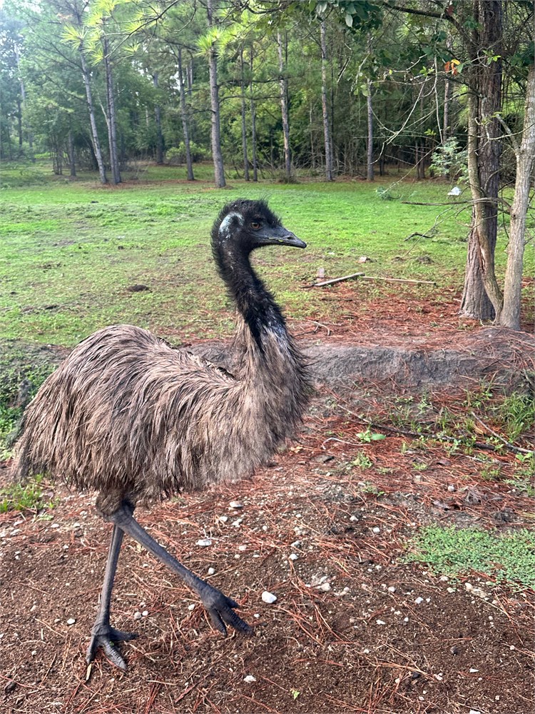 WildLife Buyer, LLC. - 1.1 Breeding Pair of 2 year old Emu. Healthy ...
