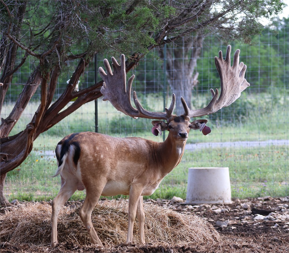 WildLife Buyer, LLC. - 1.0 GIANT PEDIGREED BREEDER FALLOW BUCK