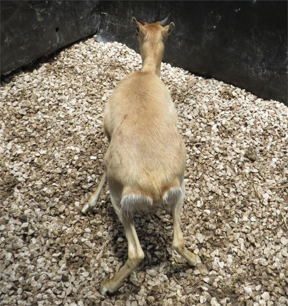 WildLife Buyer, LLC. - 1.0 BLACKBUCK (OKB#5) READ DESCRIPTION