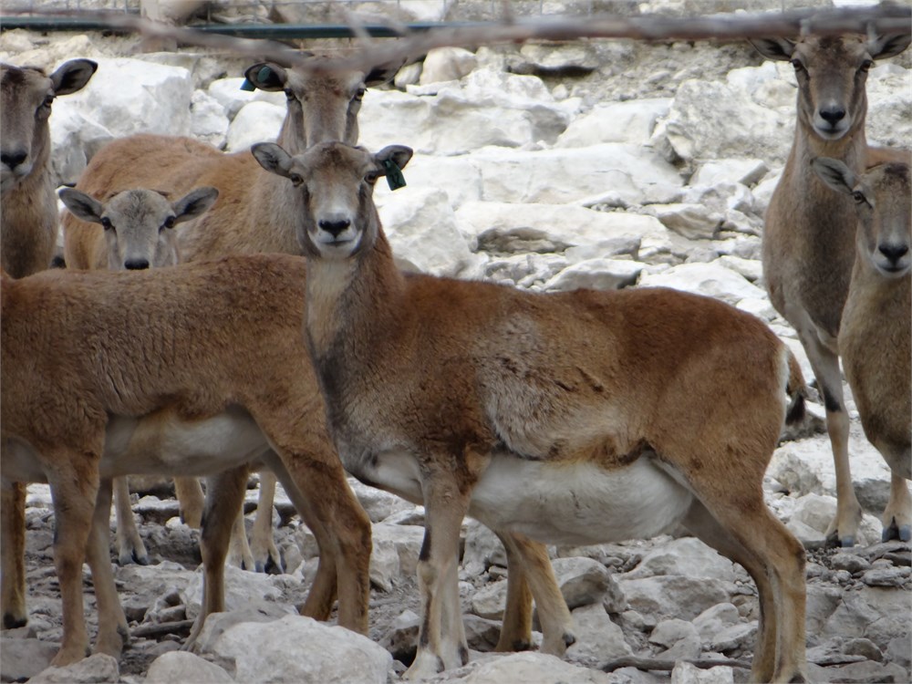 WildLife Buyer, LLC. - 0.5 Iranian Red Sheep