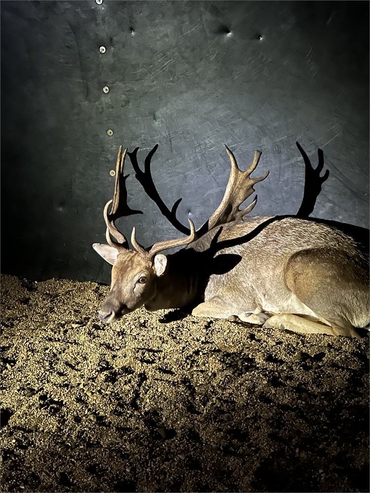 WildLife Buyer, LLC. - 1.0 Fallow Buck