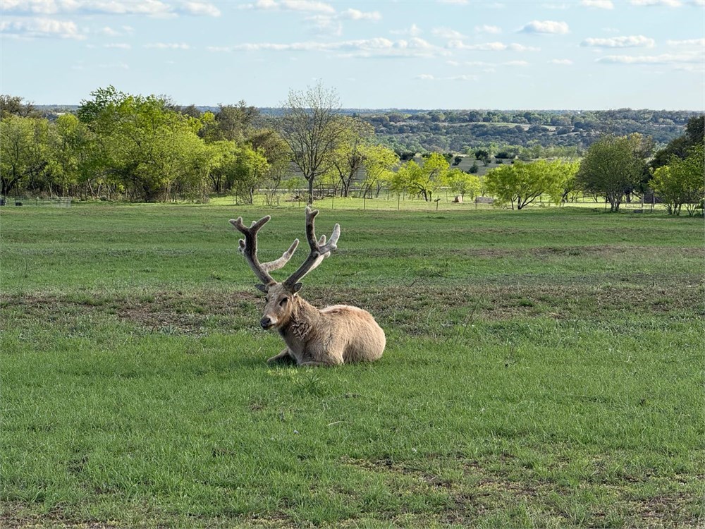 WildLife Buyer, LLC. - PERE DAVID BULL