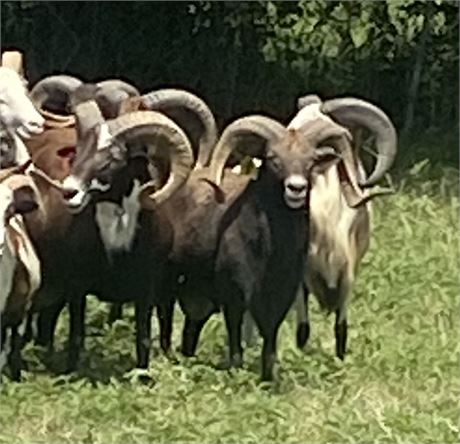 WildLife Buyer, LLC. - 4.0 TCU Cross Rams