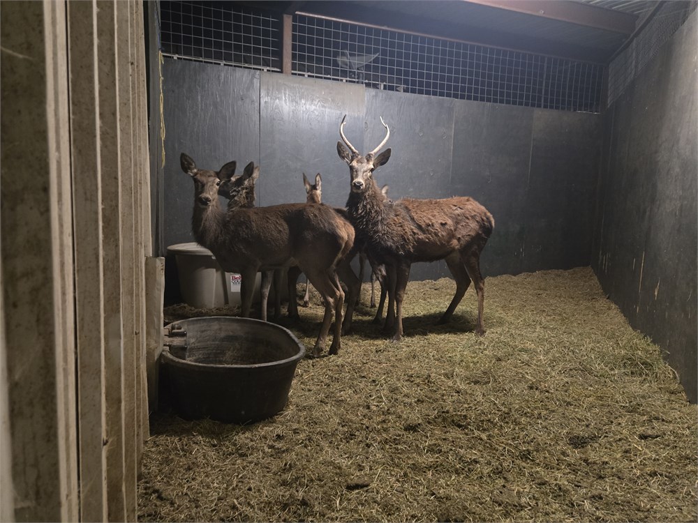 WildLife Buyer, LLC. - 1.4 red deer